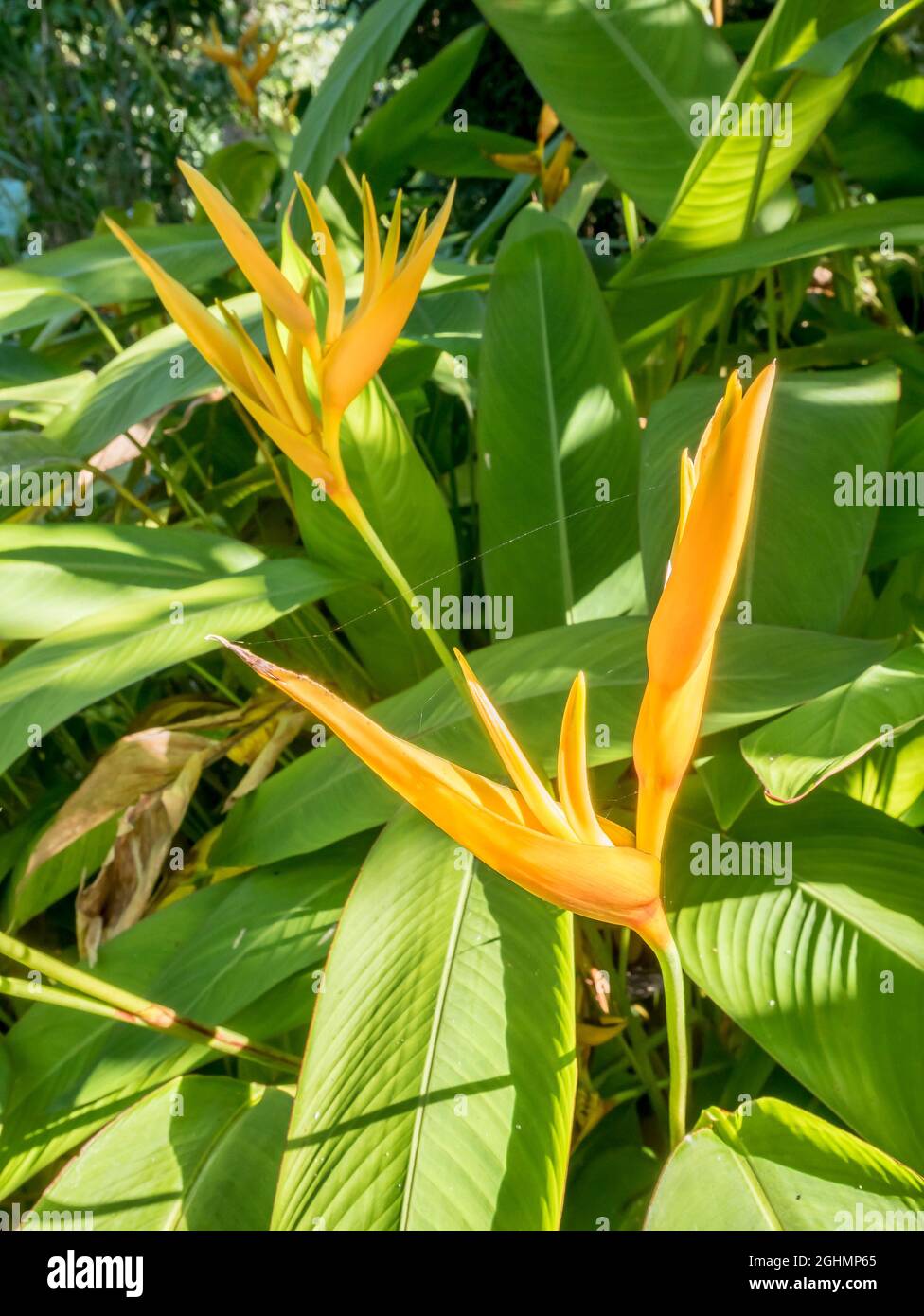Heliconia stricta 'Dwarf Jamaïca' Stock Photo - Alamy