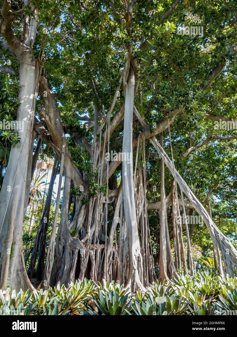 Ficus macrophylla columnaris Stock Photo - Alamy