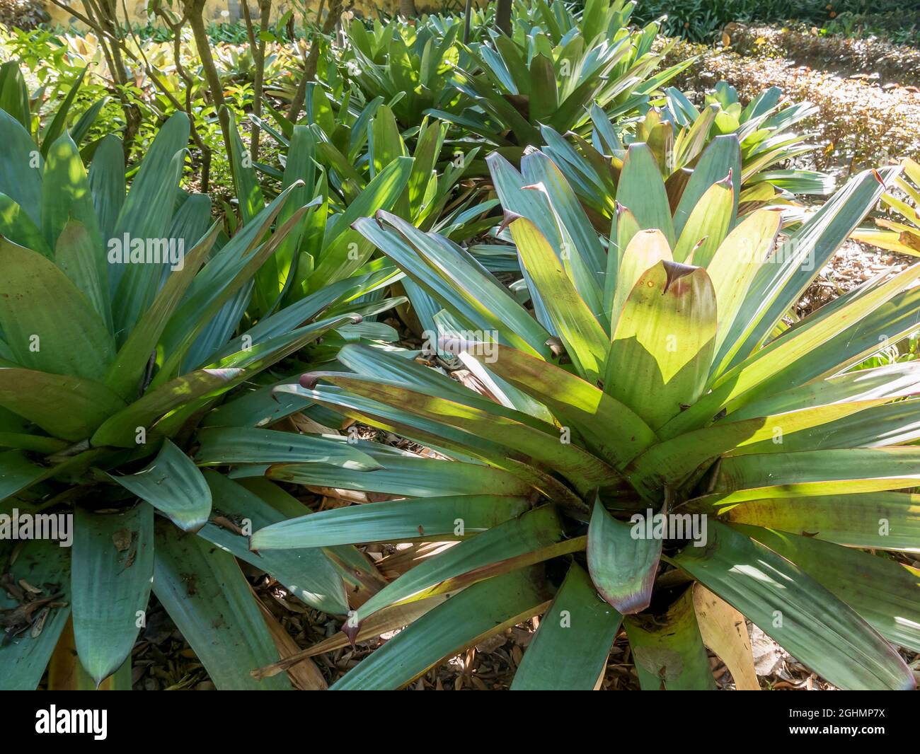 Aechmea species hi-res stock photography and images - Alamy