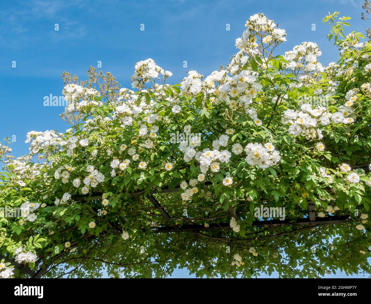 Rose Toby High Resolution Stock Photography and Images - Alamy