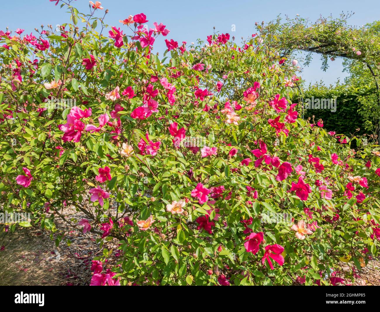 Rosa chinensis 'Mutabilis' Stock Photo - Alamy