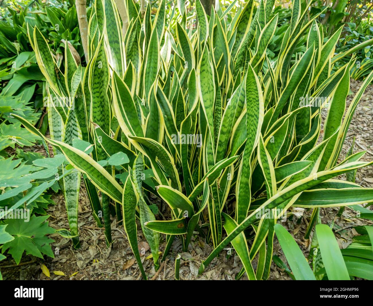 Sansevieria trifasciata 'Laurentii' Stock Photo - Alamy