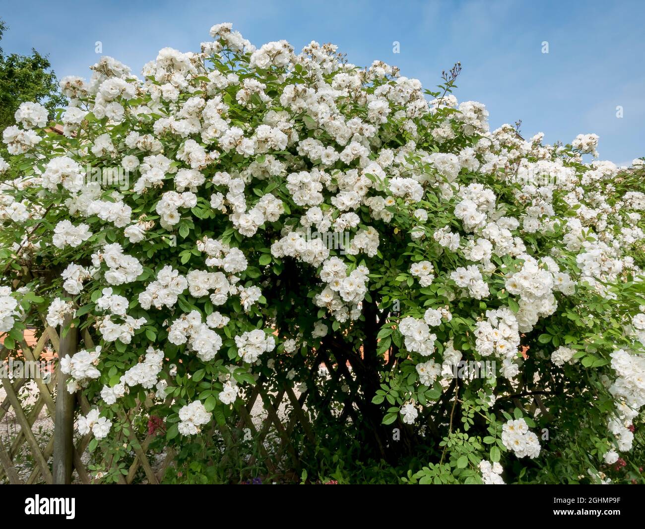 Rose tree 'Blush Noisette' in bloom in a garden Stock Photo - Alamy