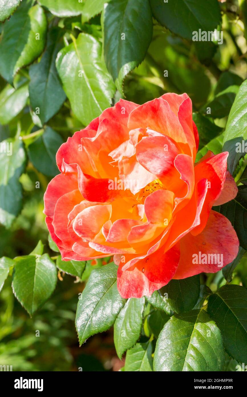 Rose tree 'Westerland' in bloom in a garden Stock Photo - Alamy