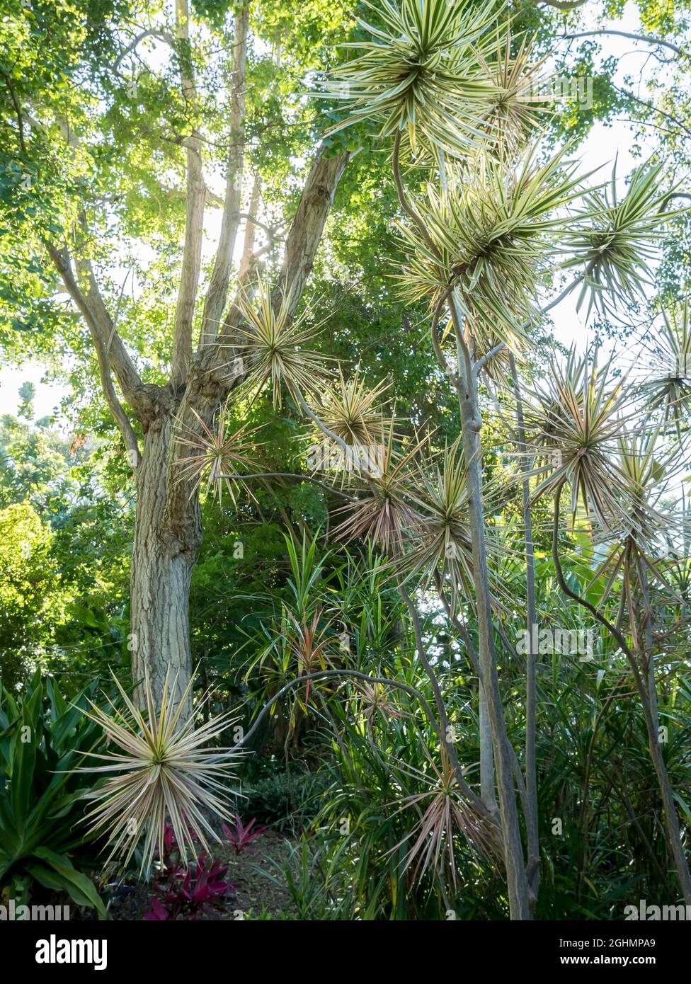 Dracaena marginata dragon tree hi-res stock photography and images - Alamy