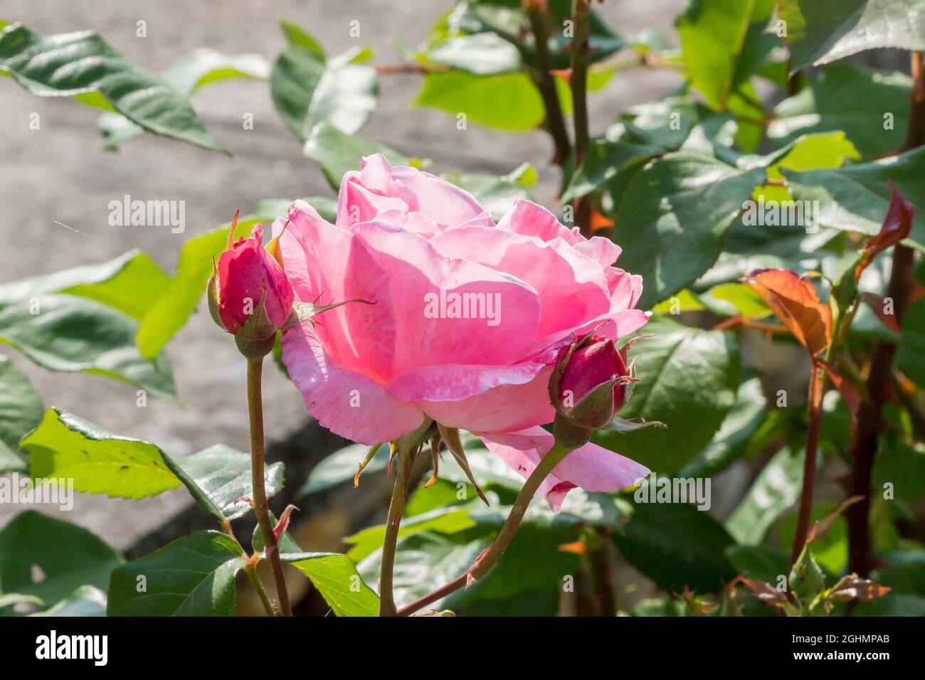 Rose tree 'Queen Elisabeth' in bloom in a garden Stock Photo - Alamy
