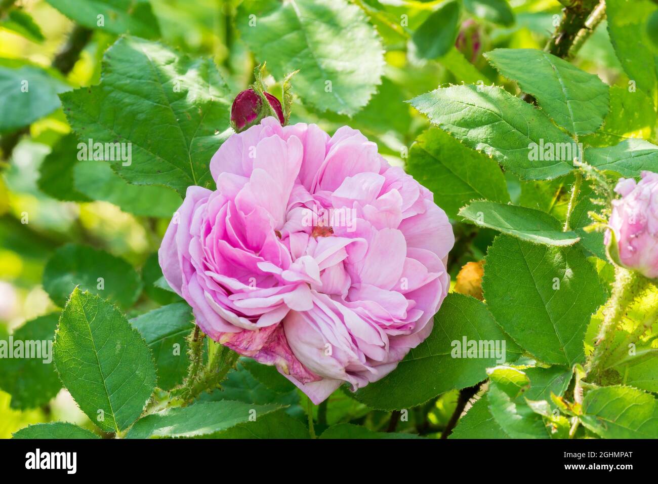 Rose tree 'Salet' in bloom in a garden Stock Photo - Alamy