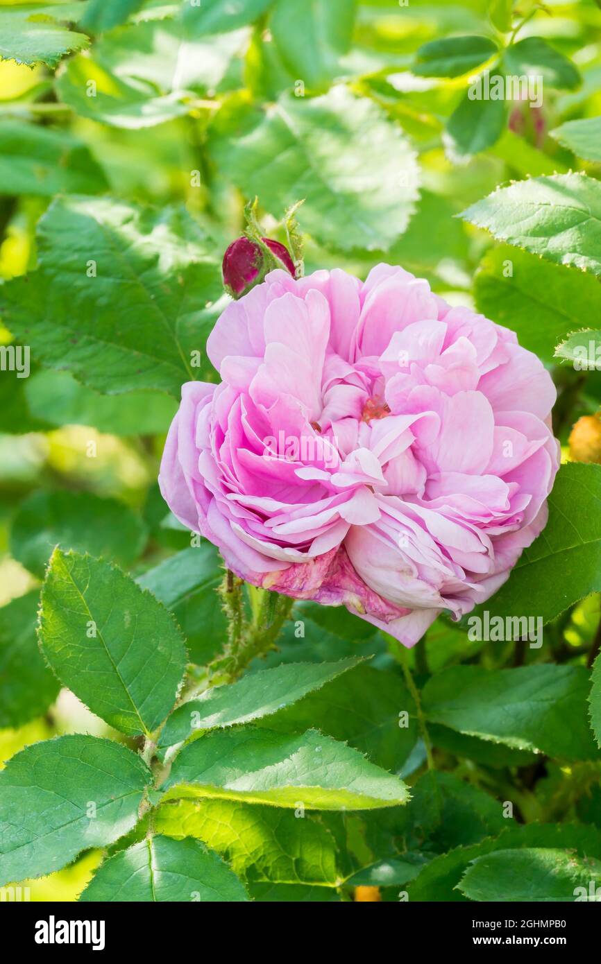 Rose tree 'Salet' in bloom in a garden Stock Photo - Alamy