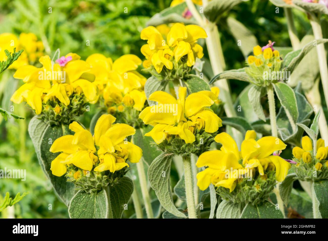 Phlomis Sp High Resolution Stock Photography and Images - Alamy