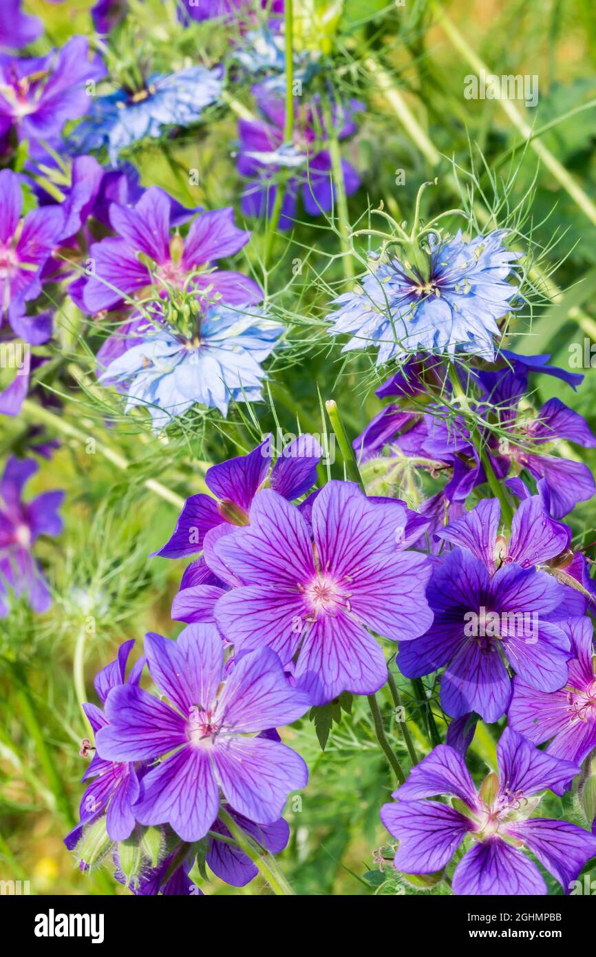 Geranium Magnificum High Resolution Stock Photography and Images - Alamy