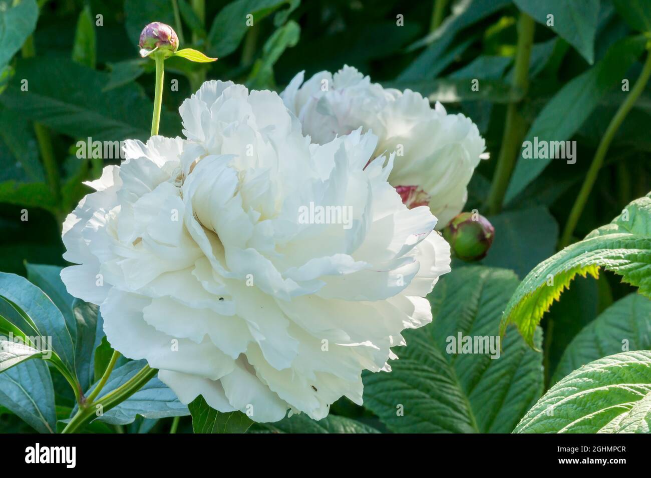 Peony 'Alice Harding' in bloom in a garden Stock Photo - Alamy