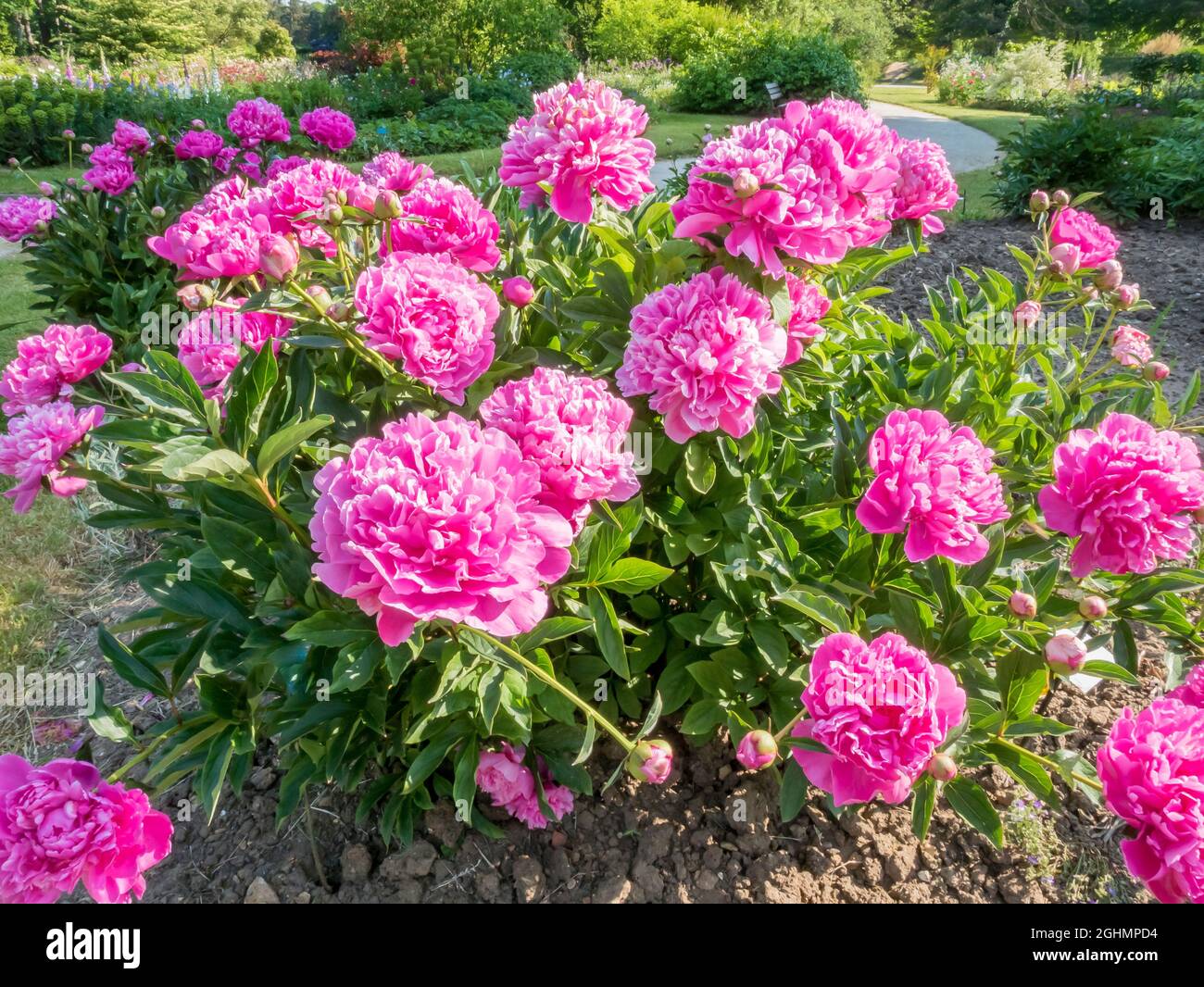 Peony 'Auguste Dessert' in bloom in a garden Stock Photo - Alamy