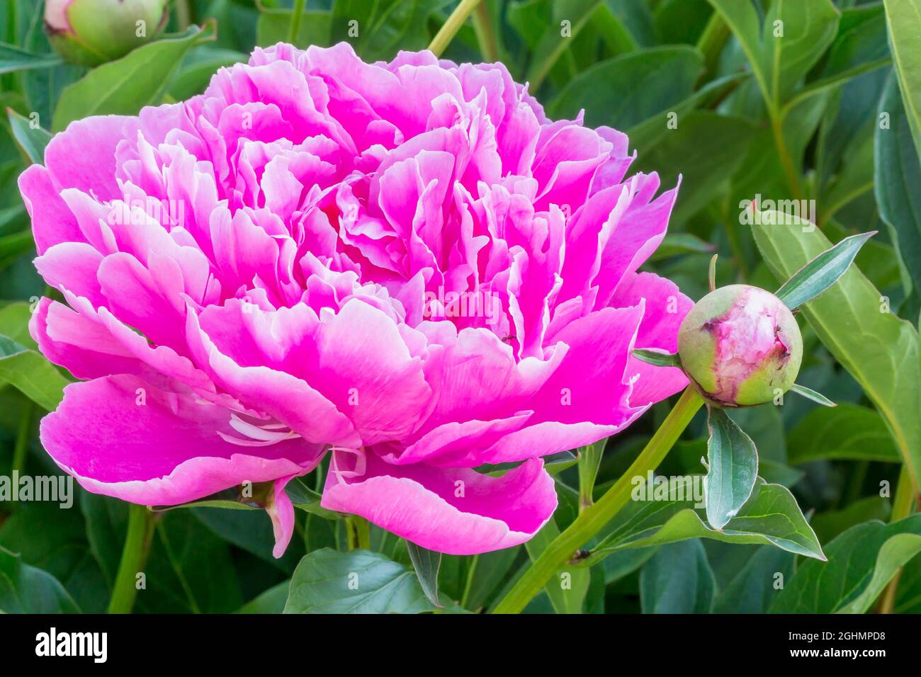 Peony 'Auguste Dessert' in bloom in a garden Stock Photo - Alamy