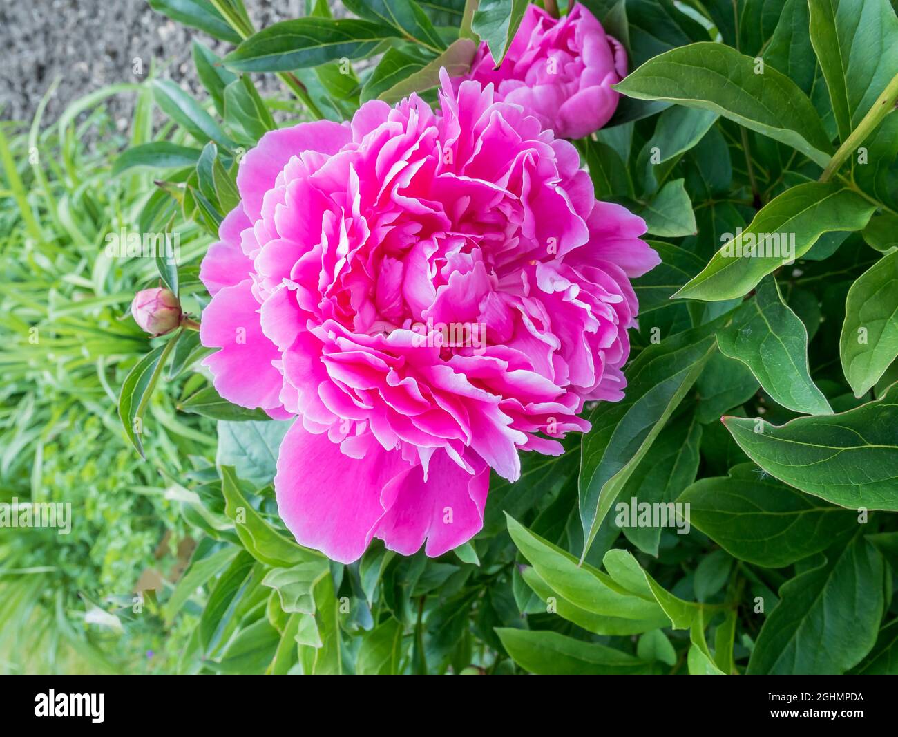 Peony 'Auguste Dessert' in bloom in a garden Stock Photo - Alamy