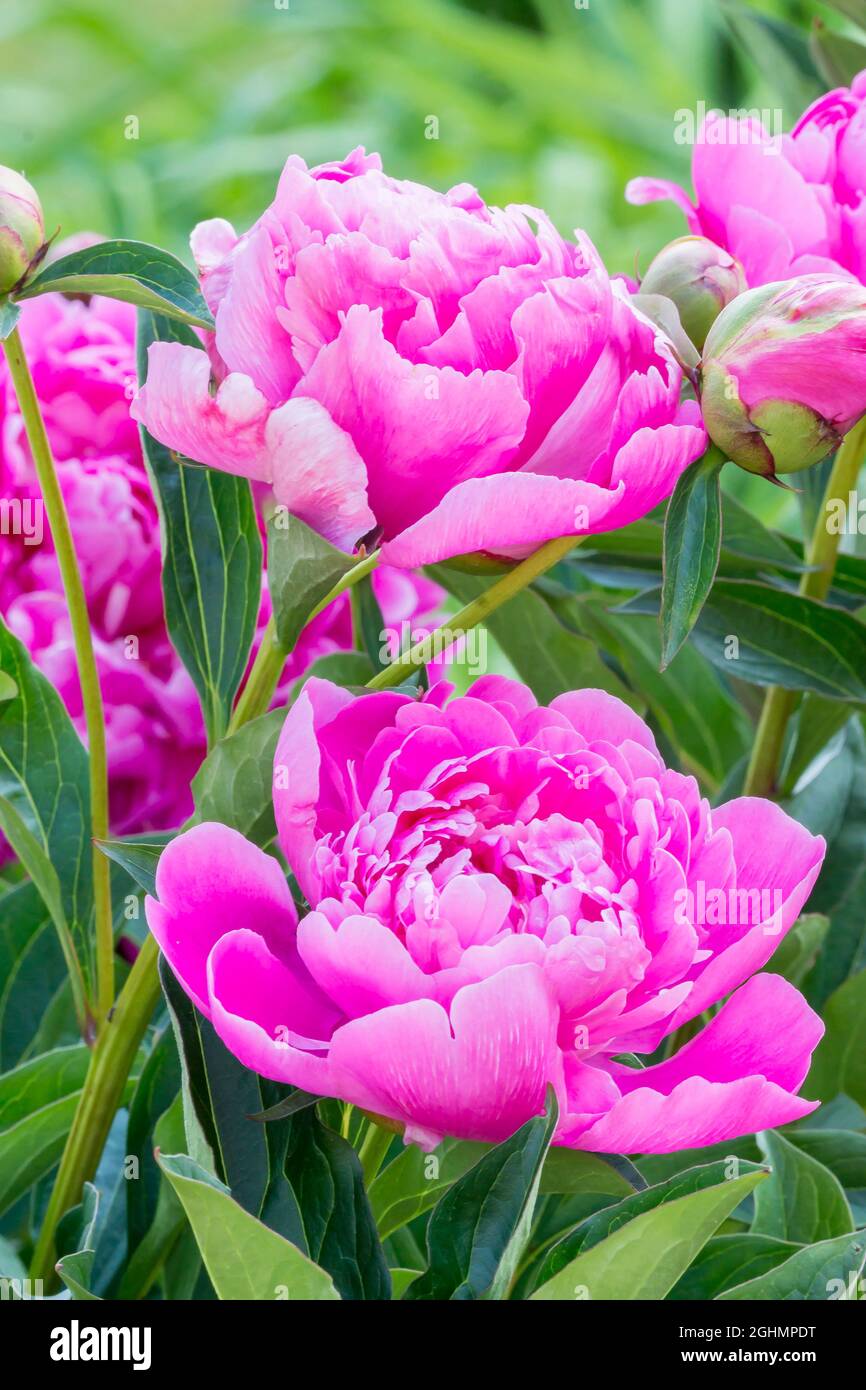 Peony 'Auguste Dessert' in bloom in a garden Stock Photo - Alamy