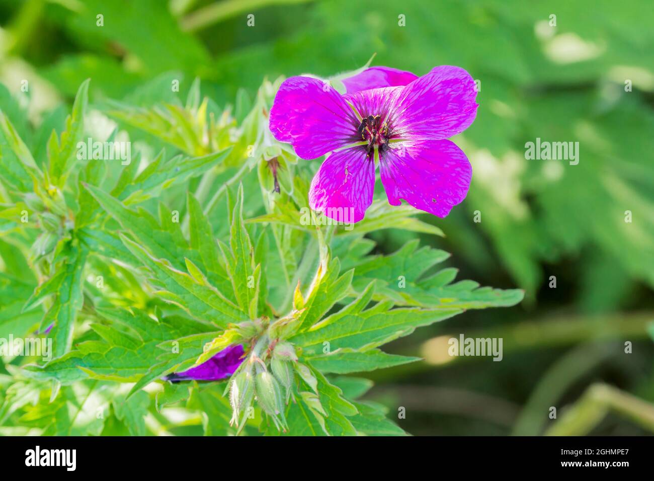Geranium Psilostemon High Resolution Stock Photography and Images - Alamy
