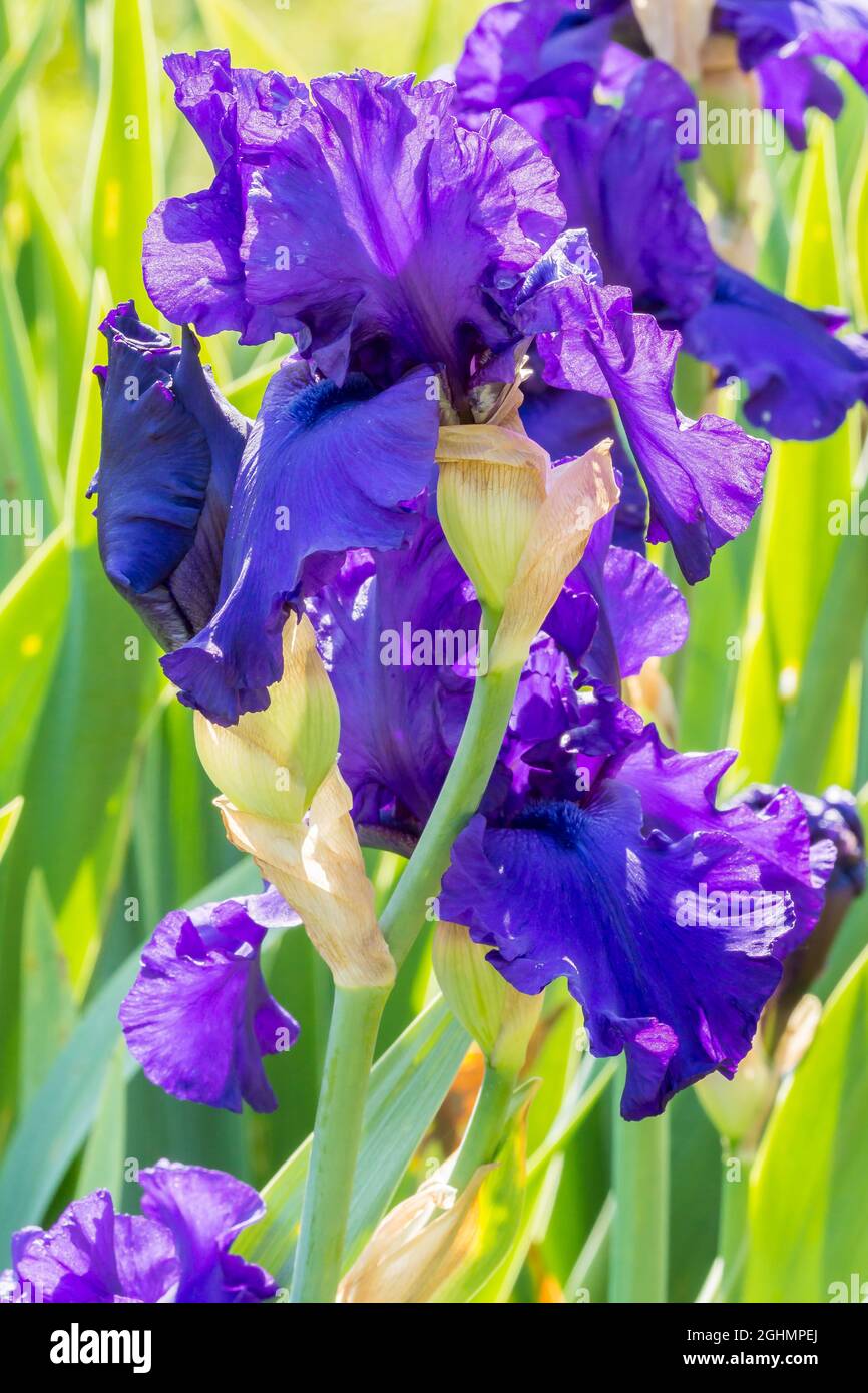 Iris Germanica 'Dusky Challenger' Breeder : Schreiner 1986 Stock Photo ...