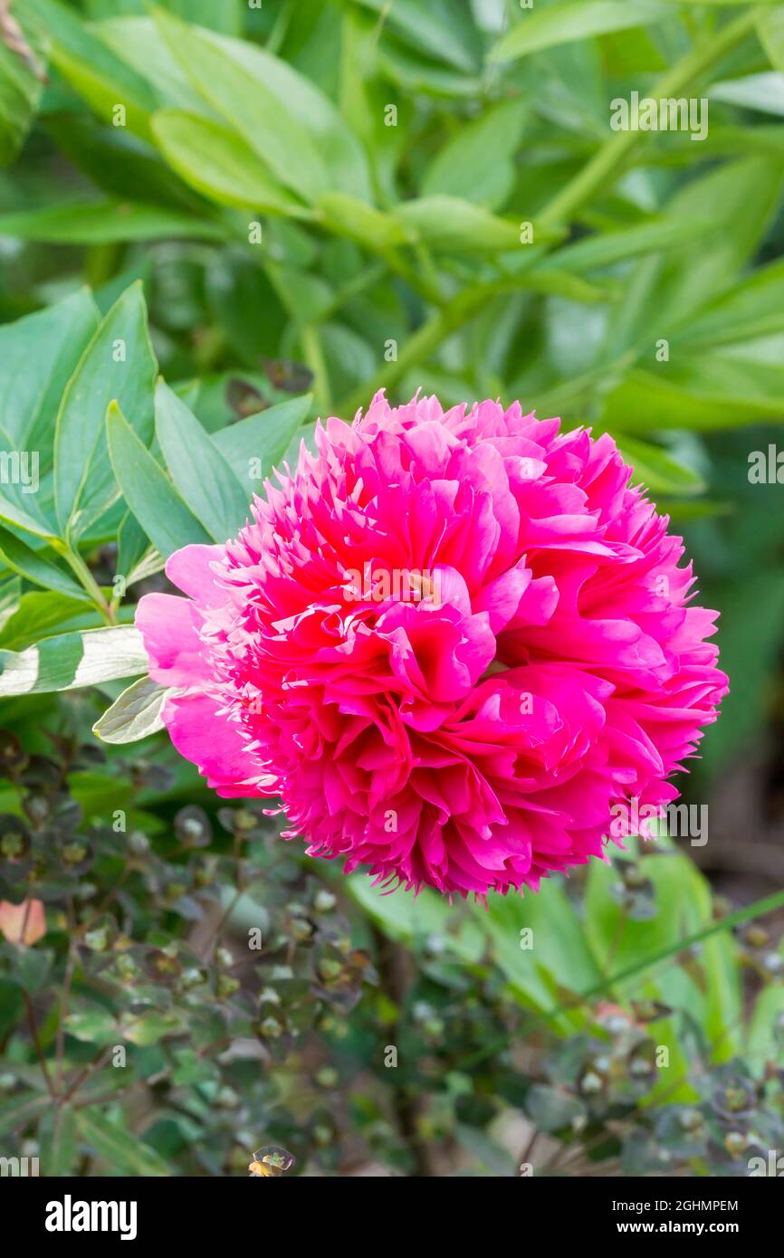 Peony 'Angelo Cobb Freeborn' in bloom in a garden Stock Photo - Alamy