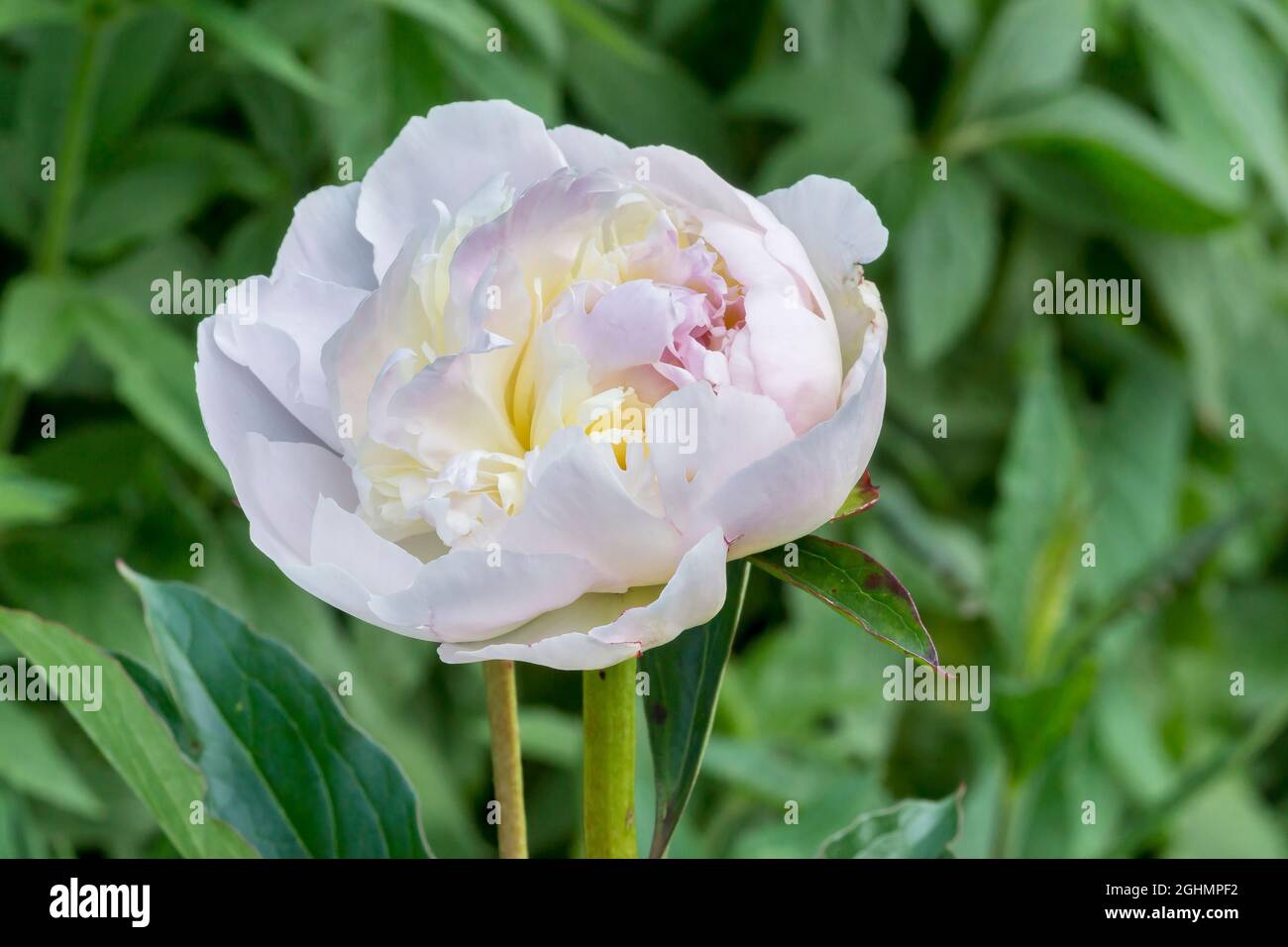 Peony 'Florence Nicholls' in bloom in a garden Stock Photo - Alamy
