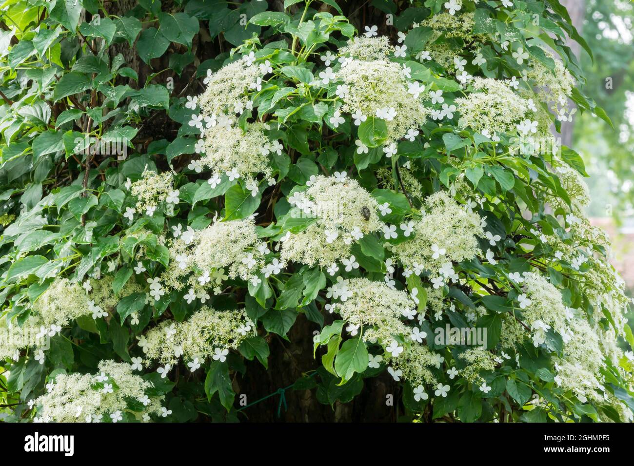 Hydrangea scandens ssp. chinensis Stock Photo - Alamy