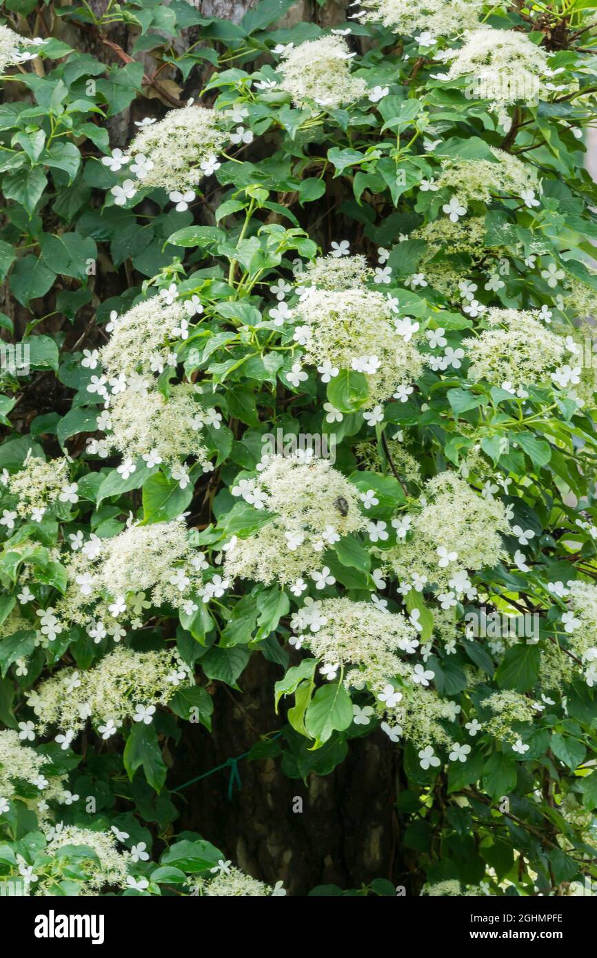 Hydrangea chinensis hi-res stock photography and images - Alamy