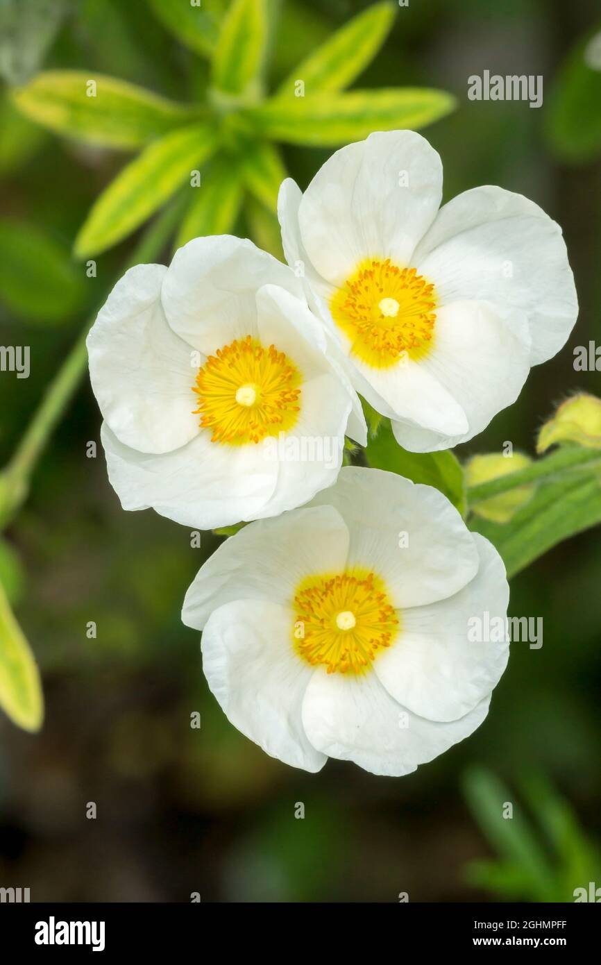 Cistus sp hi-res stock photography and images - Alamy