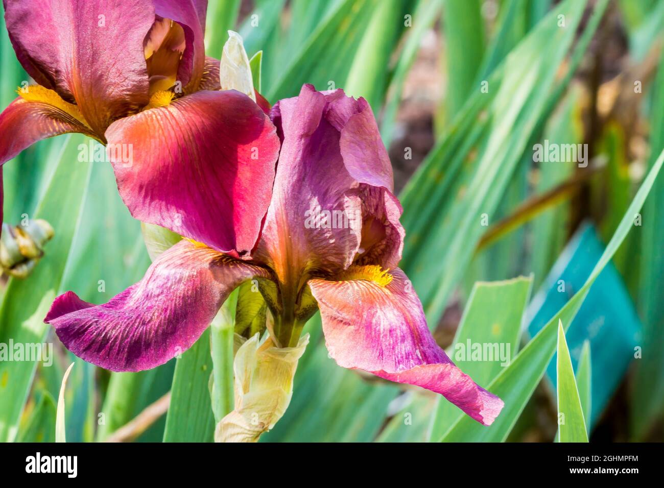 Iris Germanica 'Carolina Ruby' Breeder : Powell 1964 Stock Photo - Alamy