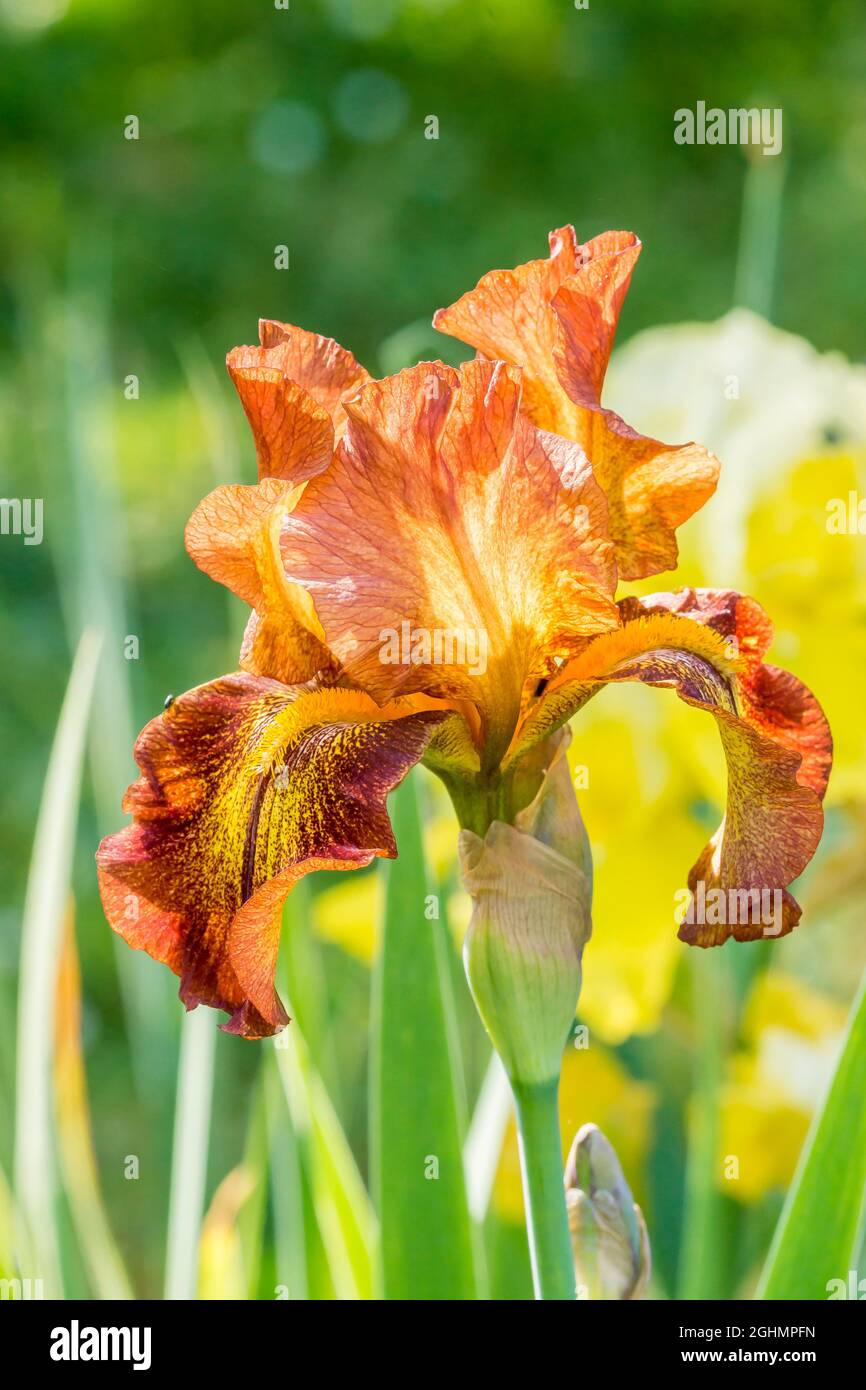 Iris Germanica 'Showy Devil' Breeder : Plough 1975 Stock Photo - Alamy