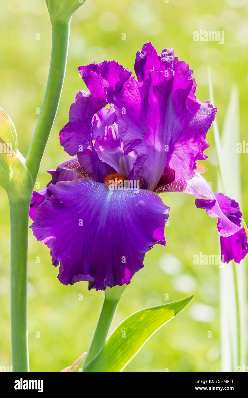 Persian Iris High Resolution Stock Photography and Images - Alamy