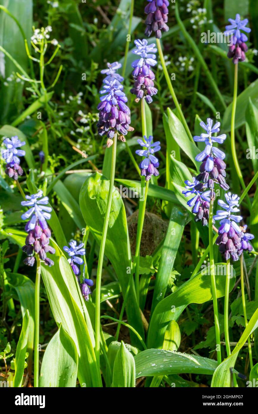 Muscari species hi-res stock photography and images - Alamy