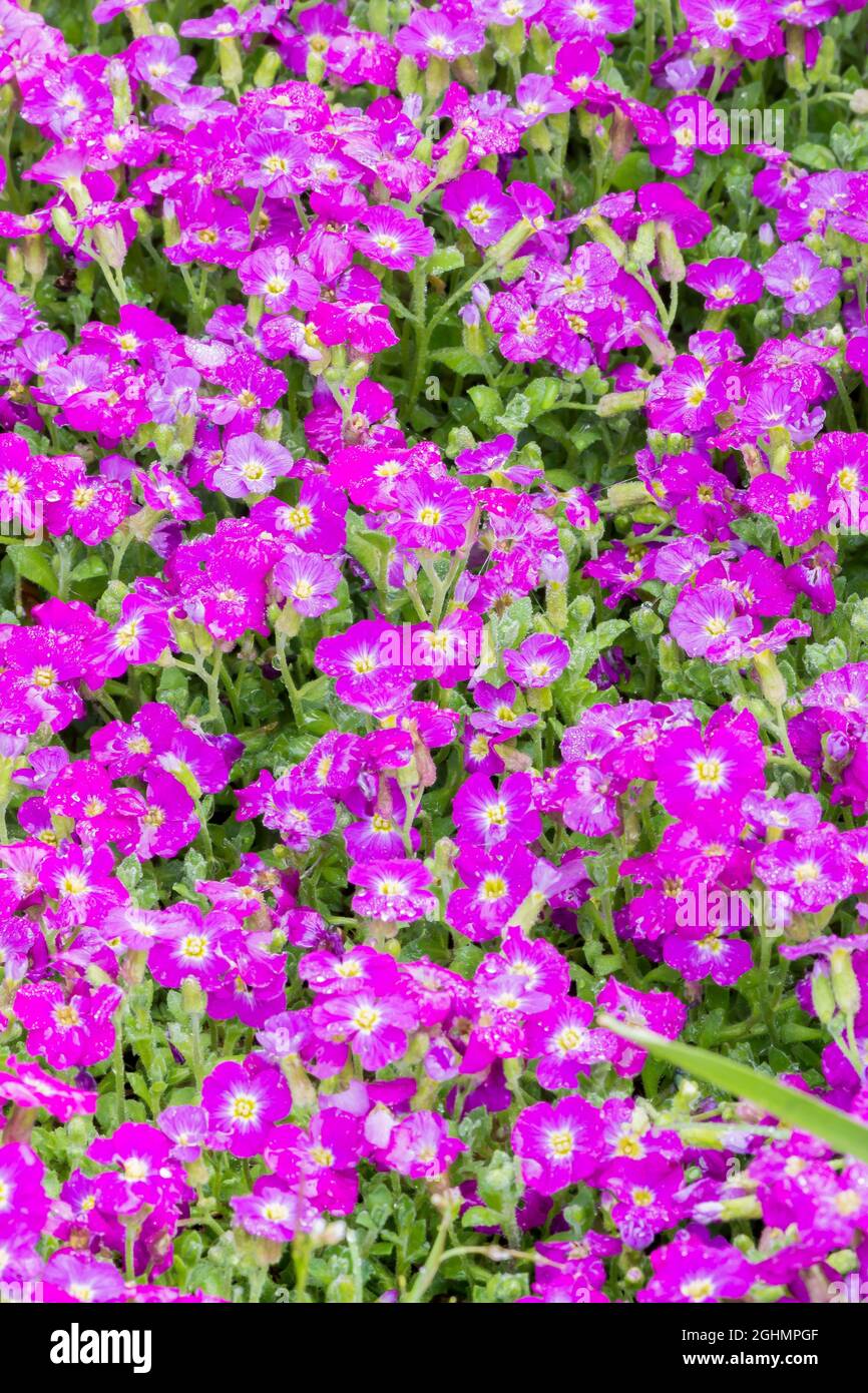 Aubrieta deltoidea 'Cascade Red' Stock Photo - Alamy
