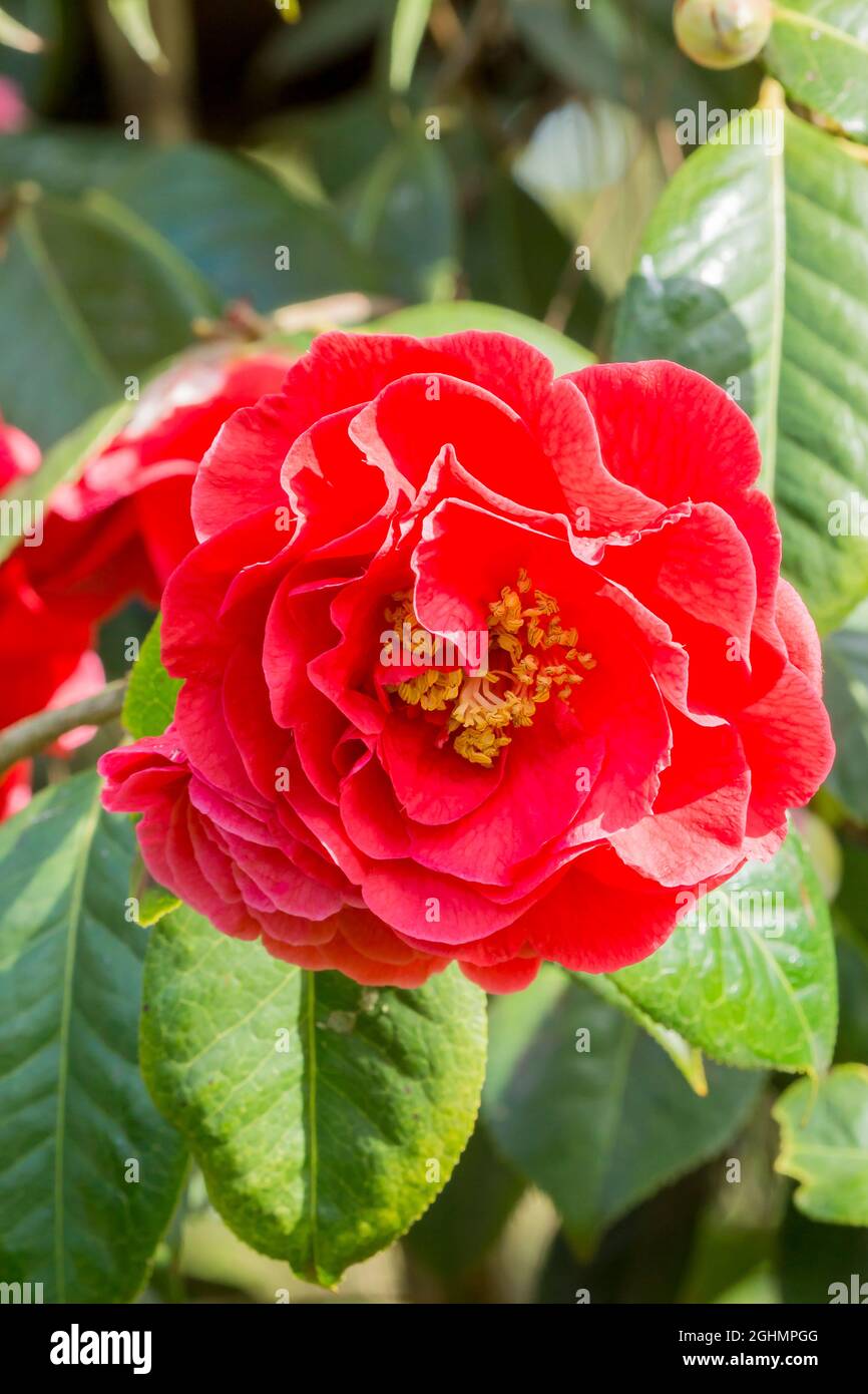 Camellia reticulata 'Dr Clifford Parks' USA 1970 Stock Photo - Alamy