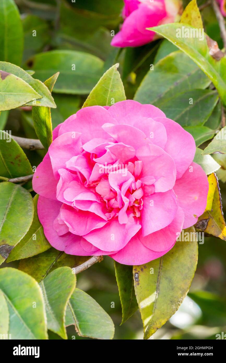 Camellia japonica 'Debbie' NZL 1966 Stock Photo - Alamy