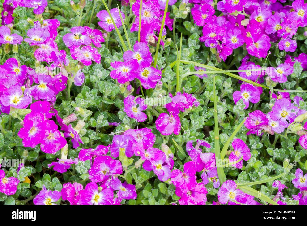 Aubrieta cascade red hi-res stock photography and images - Alamy