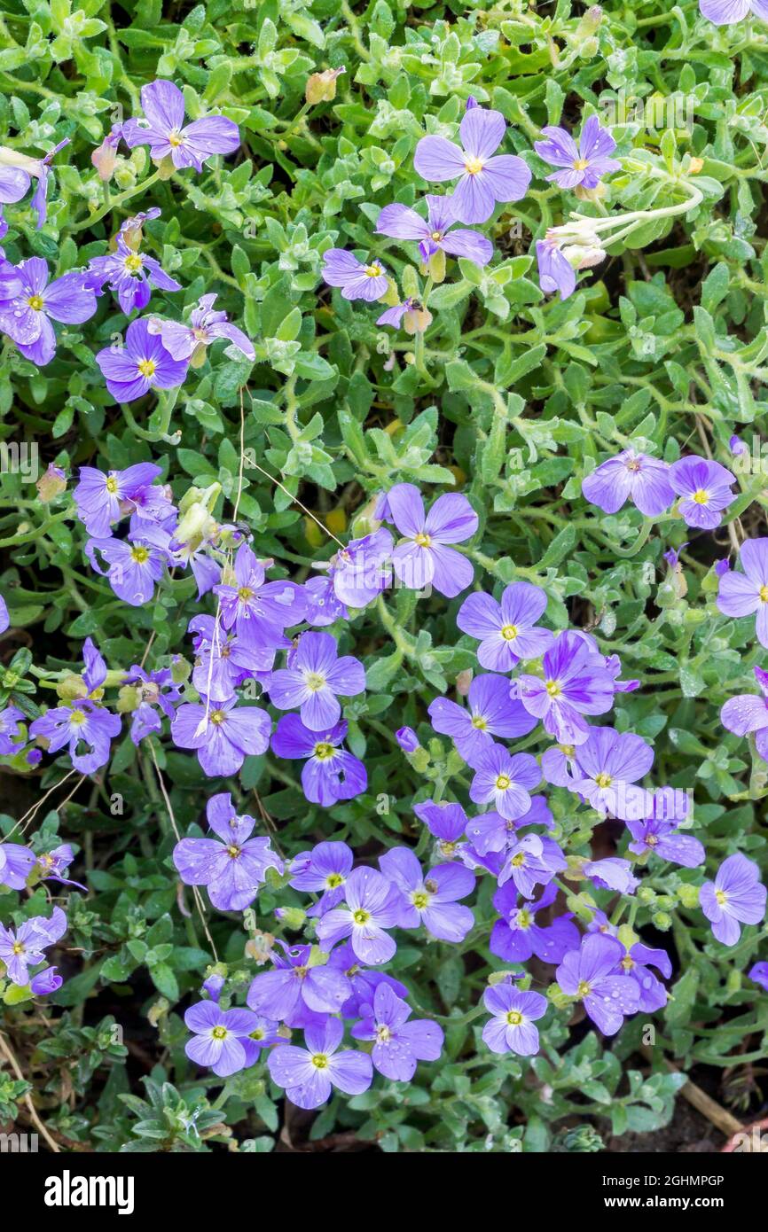 Aubrieta japonica 'Variegata Blue' Stock Photo - Alamy