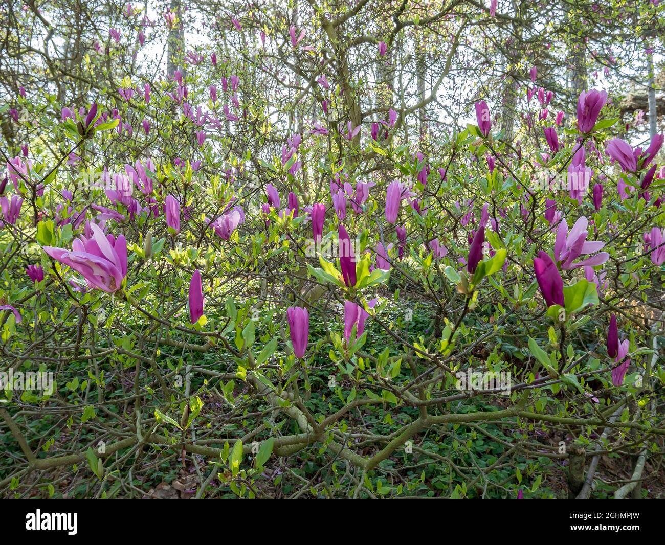 Magnolia liliiflora 'Nigra' Stock Photo - Alamy