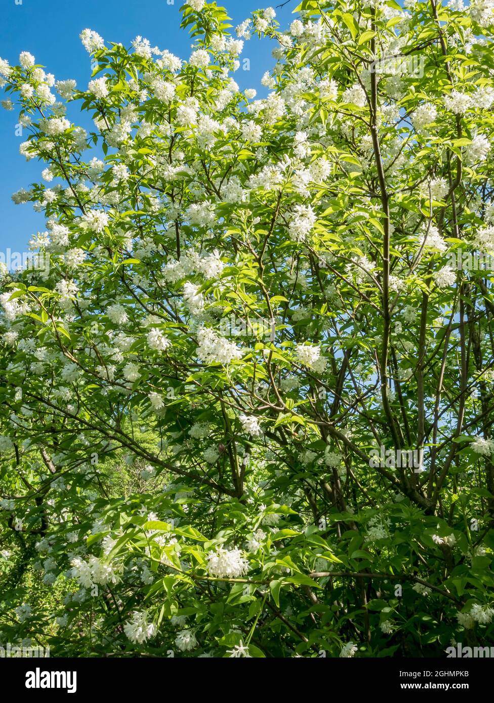 Family staphyleaceae hi-res stock photography and images - Alamy