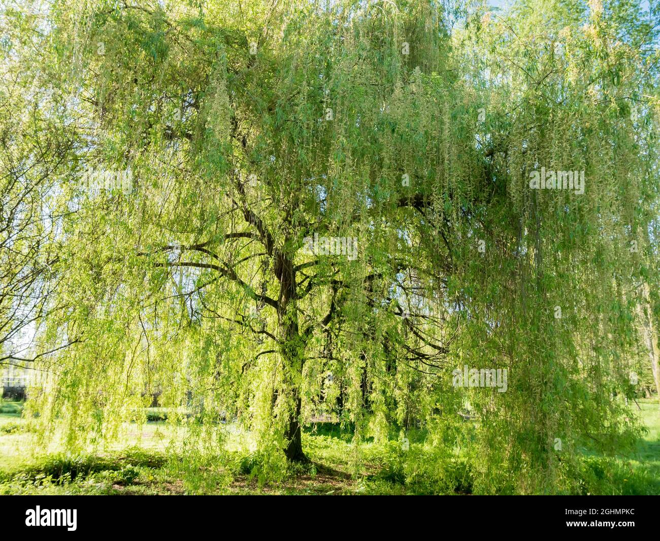 Salix japonica hi-res stock photography and images - Alamy