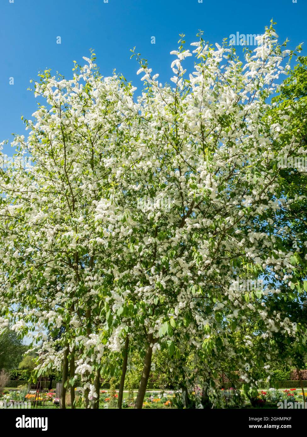 European bird cherry prunus padus hi-res stock photography and images ...