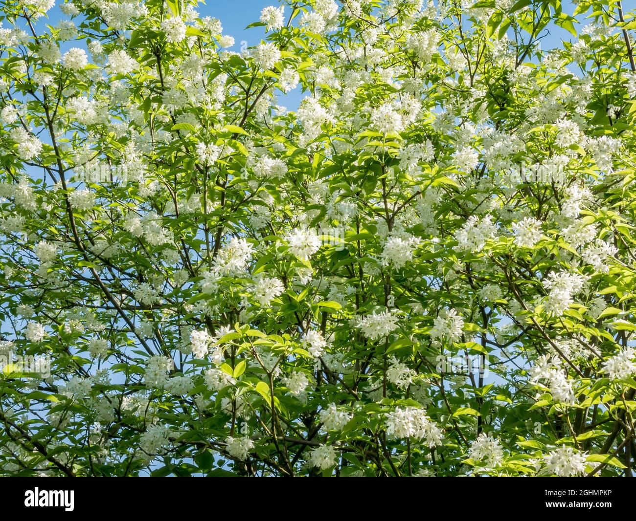 Family staphyleaceae hi-res stock photography and images - Alamy