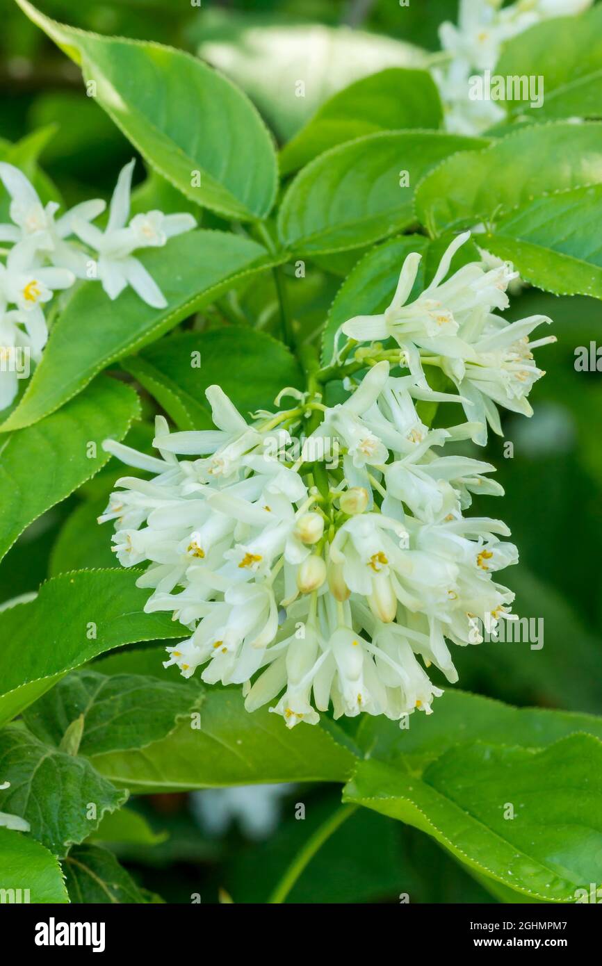 Family staphyleaceae hi-res stock photography and images - Alamy