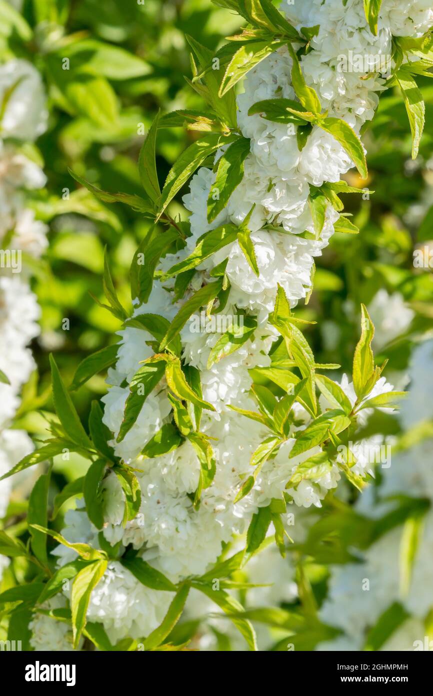 Exochorda macrantha 'The Bride' Stock Photo - Alamy