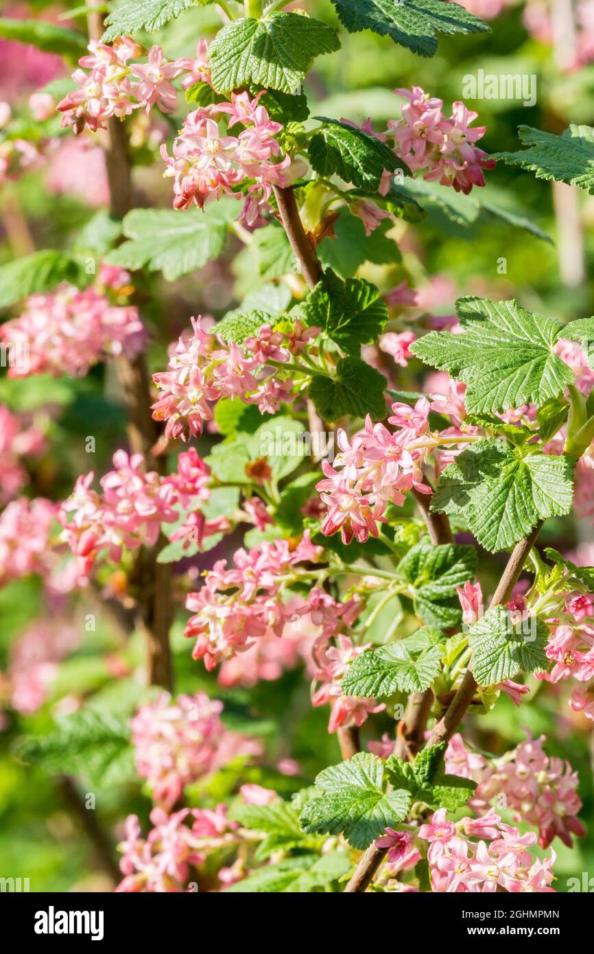 Ribes sanguineum 'Tydeman's White' Stock Photo - Alamy