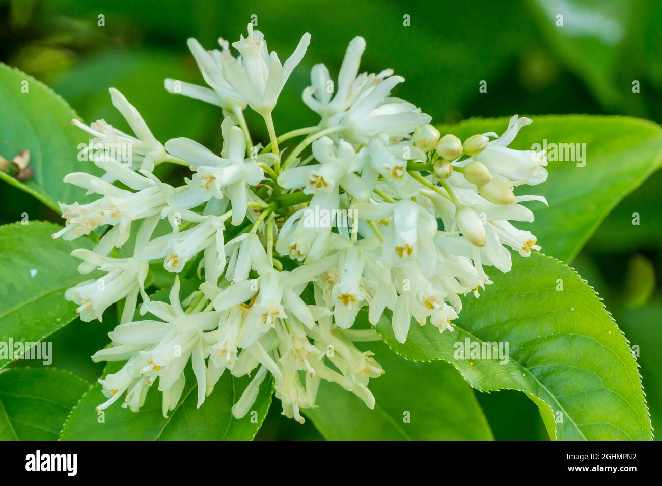 Family staphyleaceae hi-res stock photography and images - Alamy