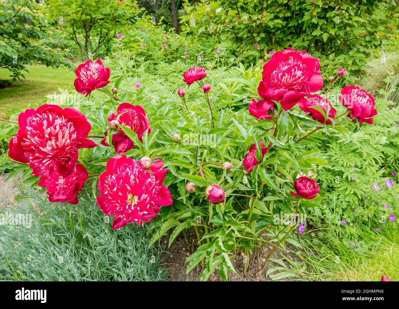 Paeonia lactiflora 'Fuyajo' Stock Photo - Alamy