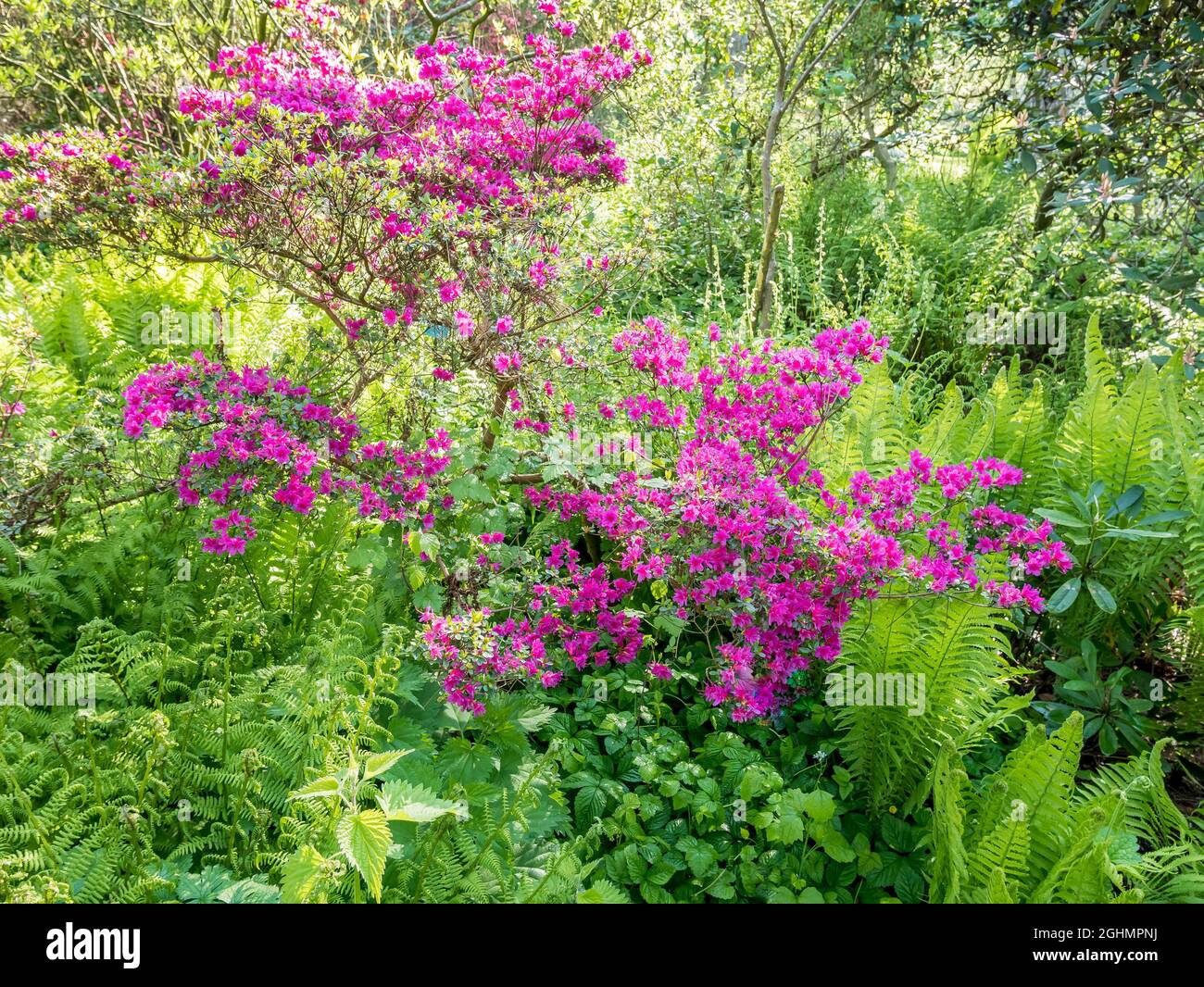 Rhododendron obtusum 'Amoenum' Stock Photo - Alamy
