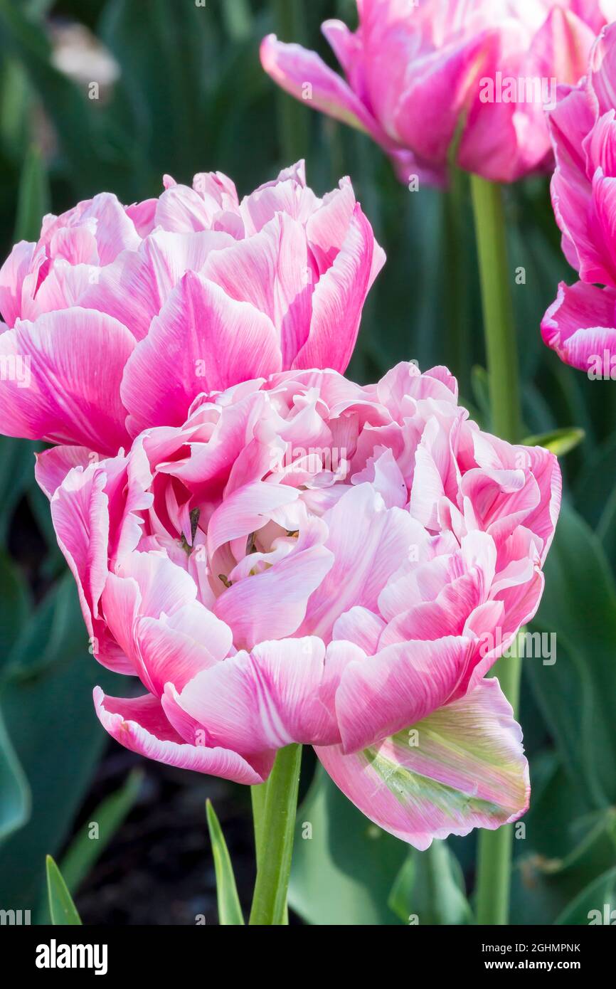 Tulip 'Aveyron' in bloom in a garden Stock Photo - Alamy