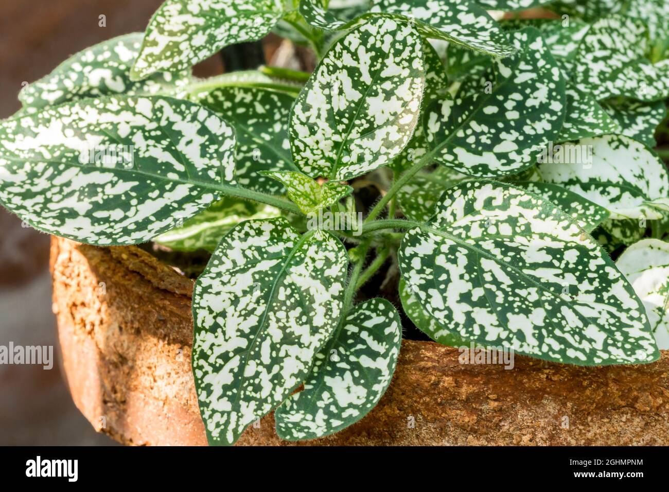 Hypoestes plant hi-res stock photography and images - Alamy