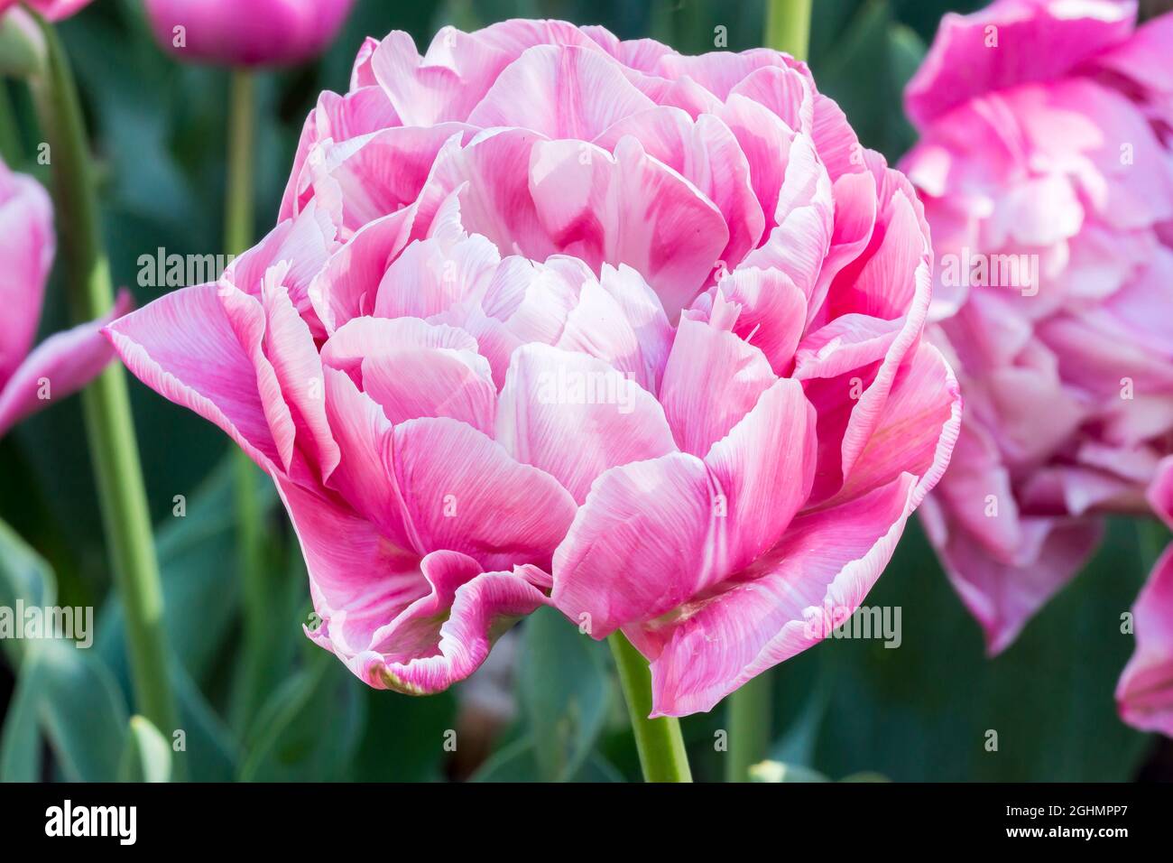 Tulip 'Aveyron' in bloom in a garden Stock Photo - Alamy