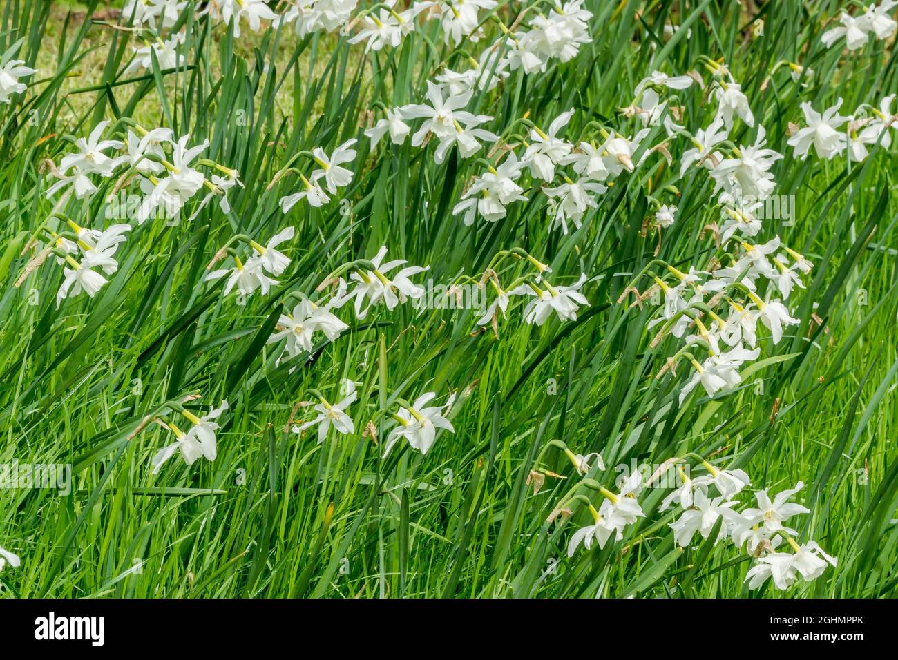 Narcissus Thalia High Resolution Stock Photography and Images - Alamy